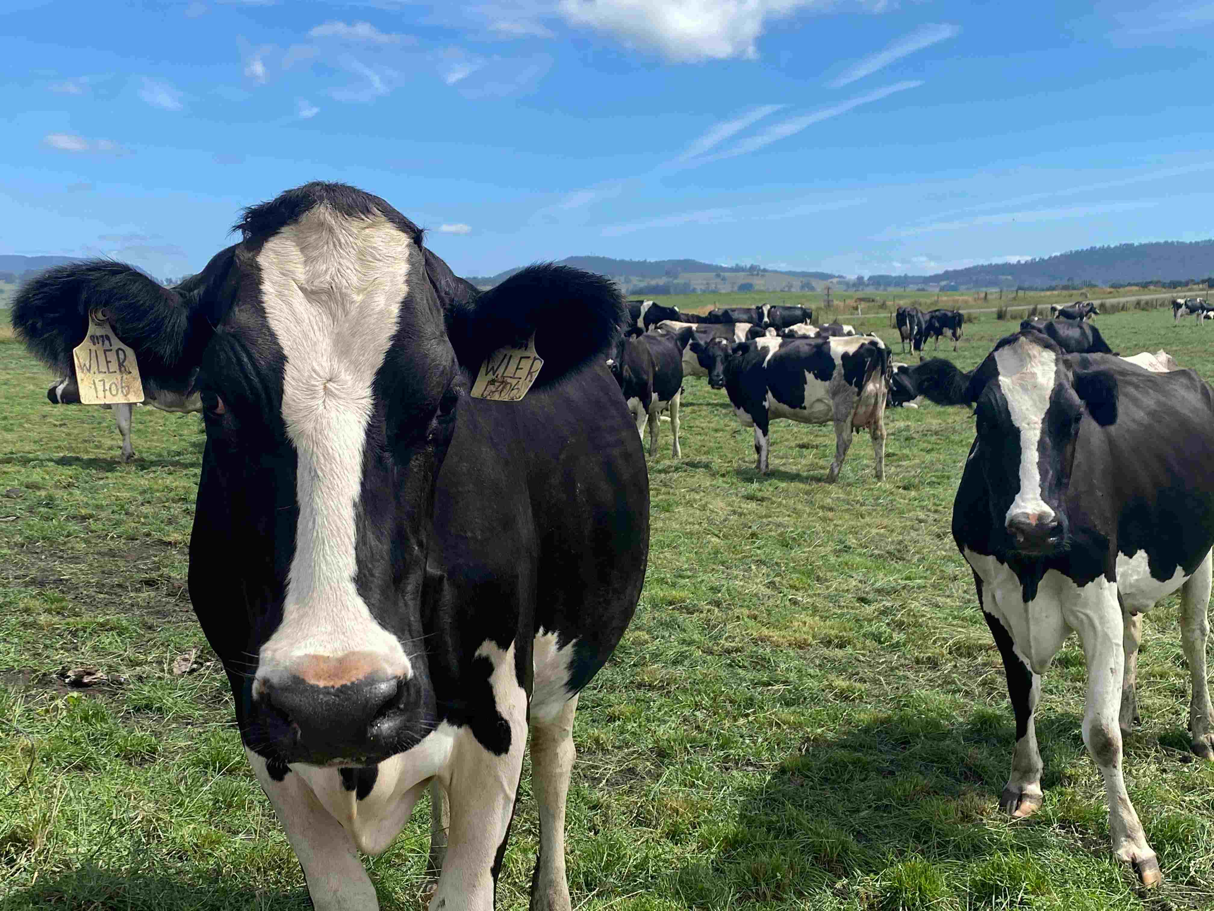 New Zealand: Fonterra updates 2025/26 season Farmgate Milk Price and ...